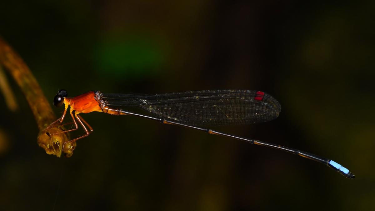 Saffron reedtail damselfly, endemic to Western Ghats, spotted for first time in Karnataka in ...