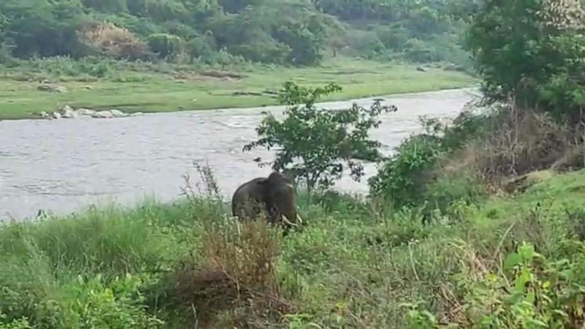 Wild elephant ‘Karuppan’ to be captured again and translocated - The Hindu