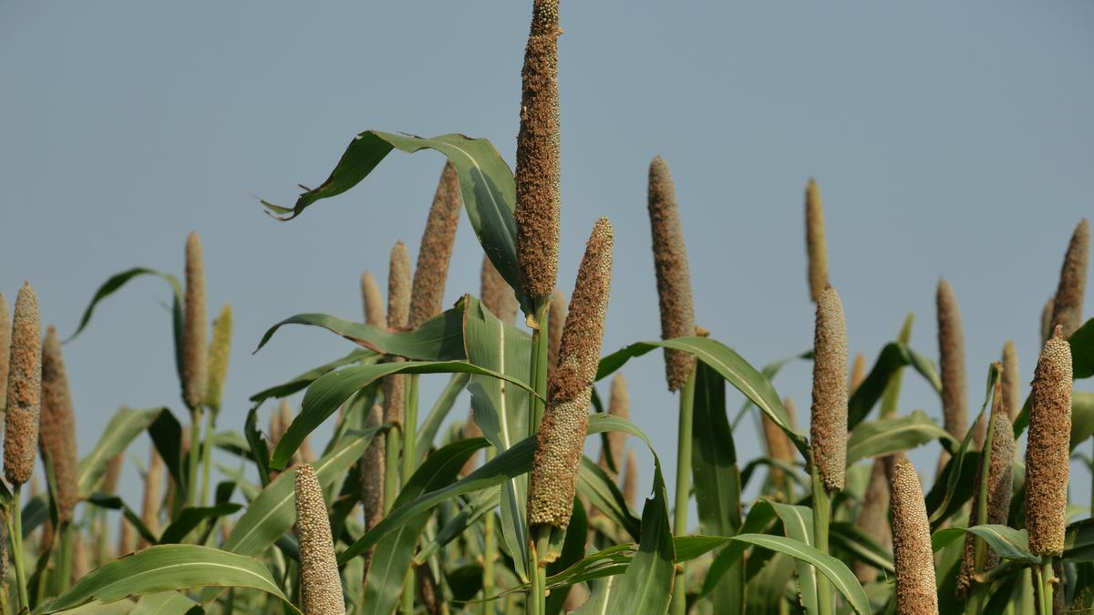 Rajasthan set to promote millet consumption for improving nutrition ...