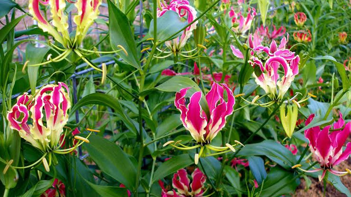 GI tag sought for the Senkanthal seed whose flower holds a special ...