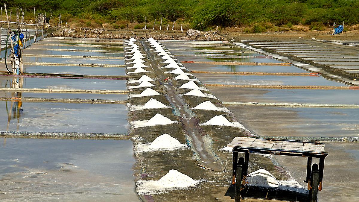 Vedaranyam sees significant improvement in salt production this year ...