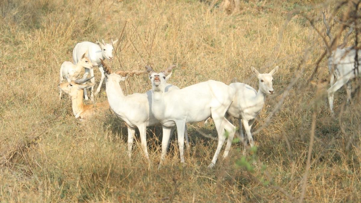 White blackbuck, blue bulls introduced at Pilikula Biological Park ...