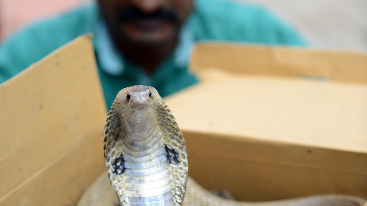 Manual launched for regulating human-snake conflict - The Hindu