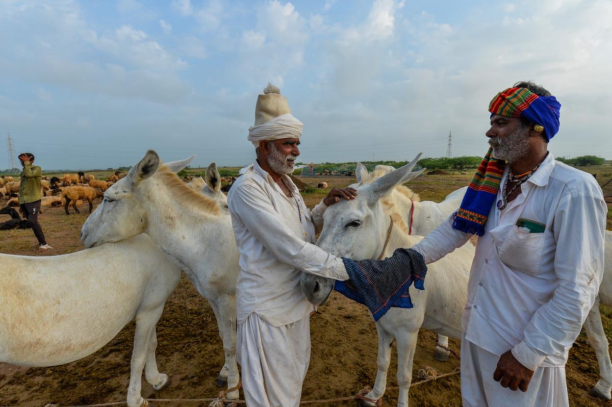 In Frames: Brains and brawn - The Hindu