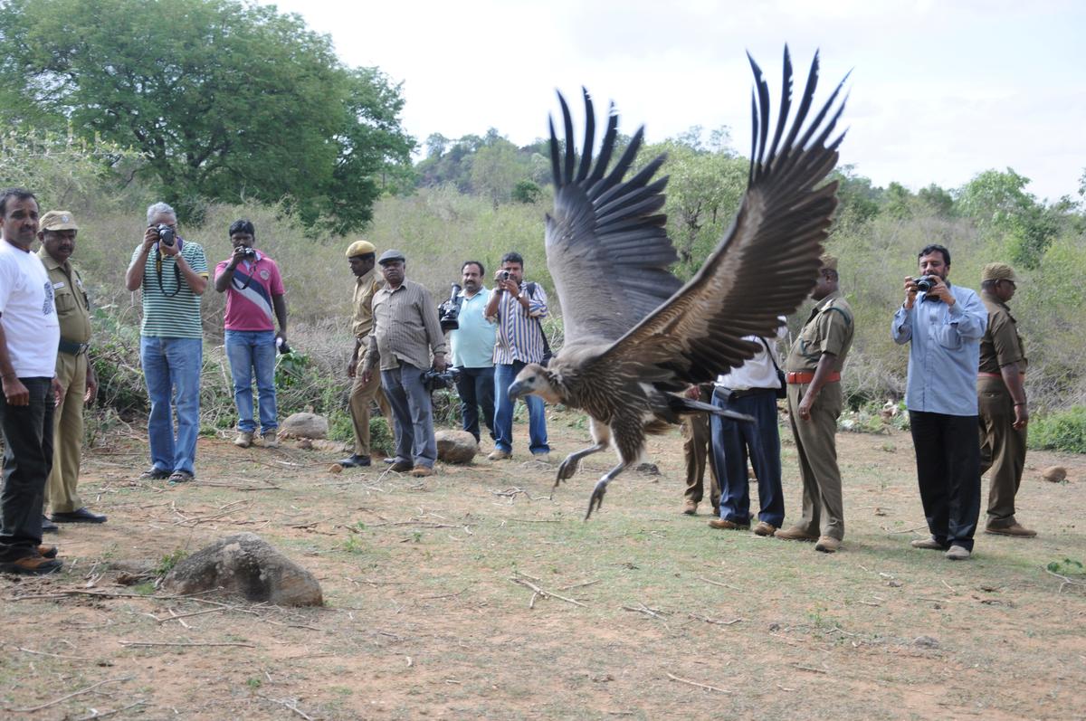 Tamil Nadu’s mission to save the critically endangered vultures - The Hindu