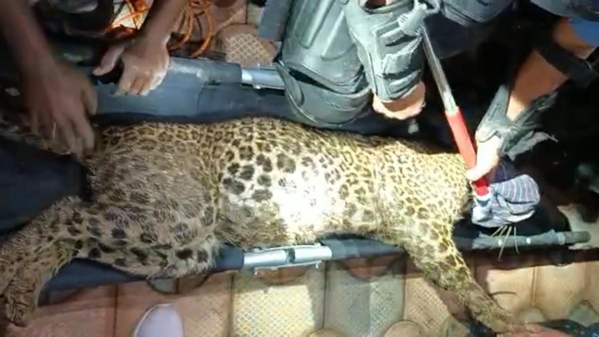 Leopard rescued after getting trapped in snare in Udhagamandalam - The Hindu