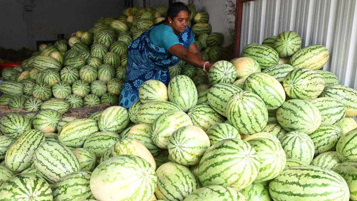 Demand pushes up price of watermelon in Salem - The Hindu