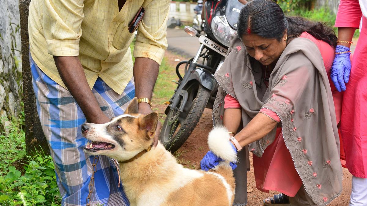 Anti-rabies vaccination drives on in many local bodies: Minister - The ...