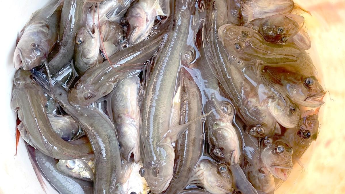 Man’s palm amputated after rare infection caused by fish bite at ...