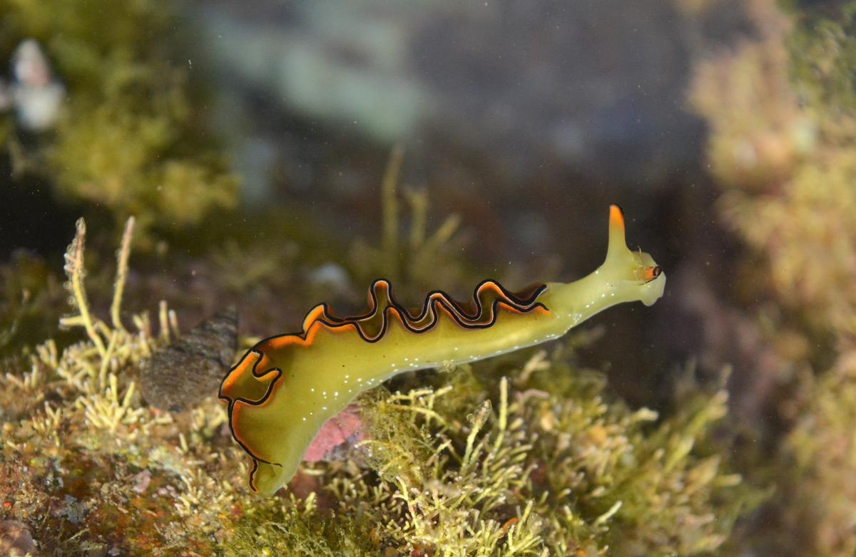 A citizen science project documents unique sea slugs from Visakhapatnam ...