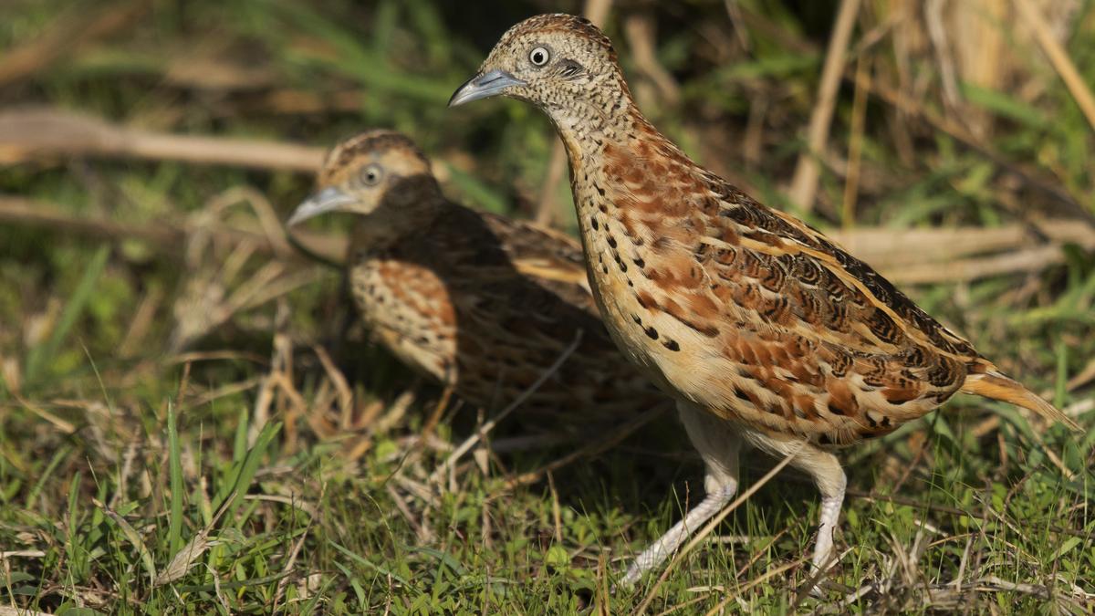 Small buttonquail: A big discovery in Chennai - The Hindu