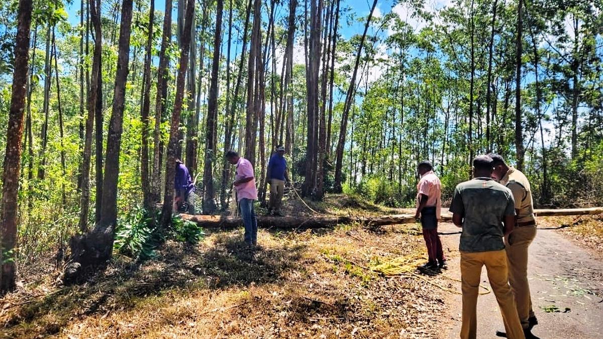 Kerala Forest department completes tree-felling for building kraal to ...