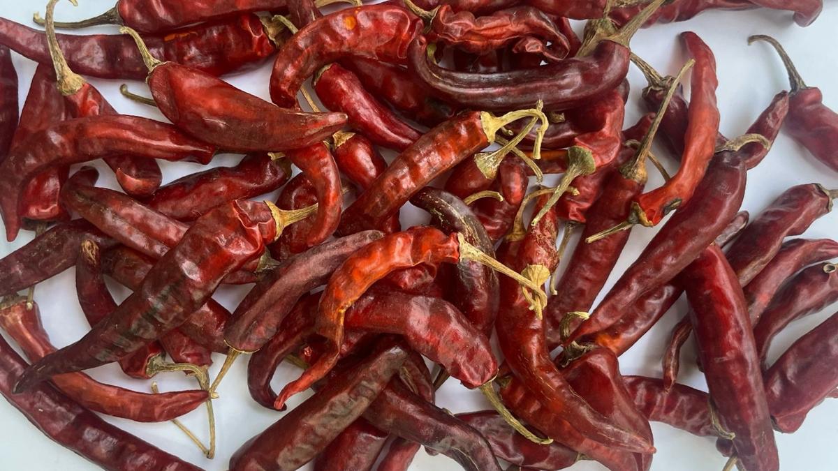 Virudhunagar Samba Vathal gets GI Tag - The Hindu