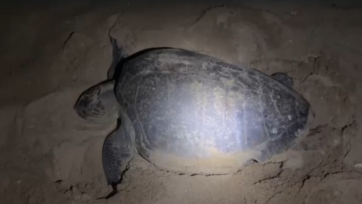 Eleven new Olive Ridley sea turtle nests found between Marina beach and ...