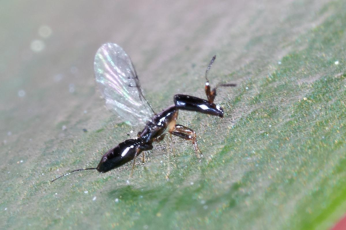 How the fig wasp is crucial to the pollination of the fig - The Hindu