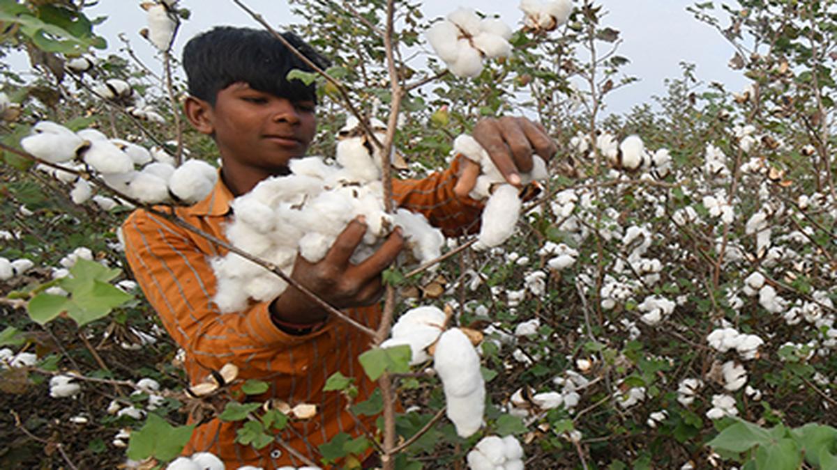 ‘Cotton consumption expected to decline’ - The Hindu