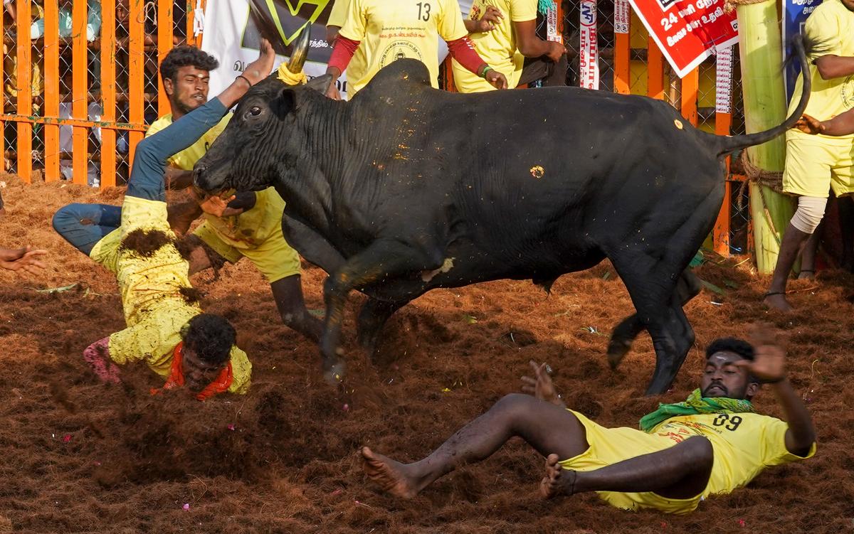 In Pictures | In pursuit of raging jallikattu bulls - The Hindu