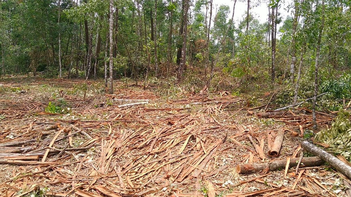 Timber smuggling in MPM plantation: Case booked - The Hindu