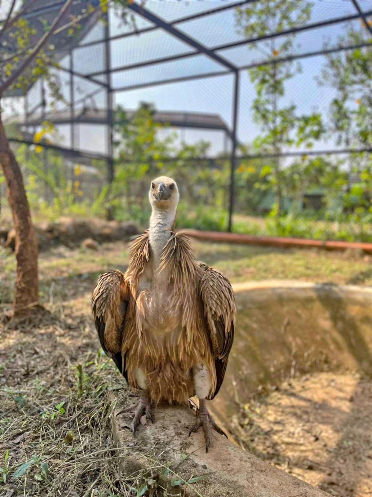 Hosapete bird-watcher rescues injured Eurasian Griffon vulture, rarely found in south India ...