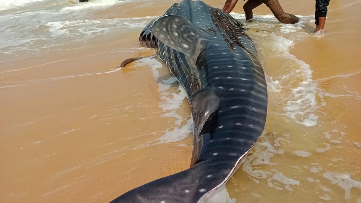 Netted shark pushed back into sea, dies later - The Hindu