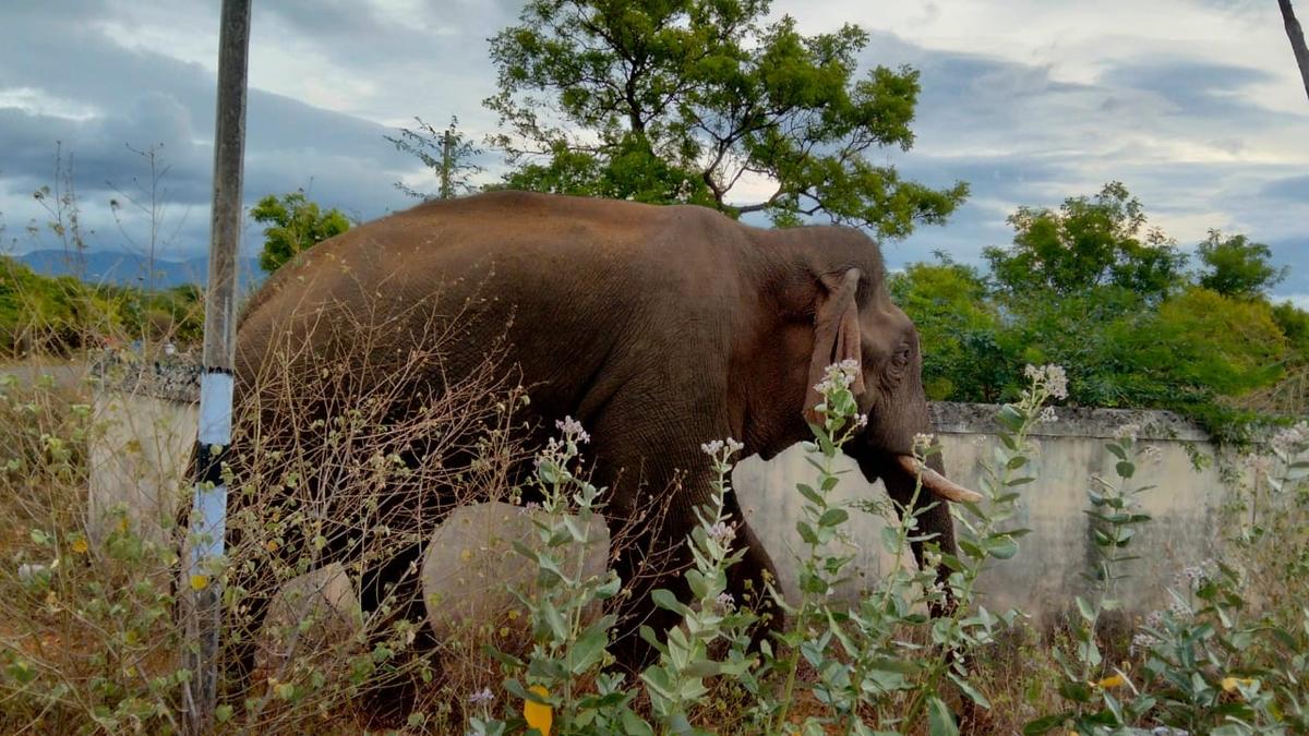 Translocated wild elephant returns to human habitations in Erode district - The Hindu