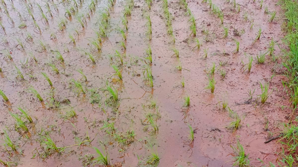 Agriculture Department asks flood-hit paddy growers in Udupi to go for ...