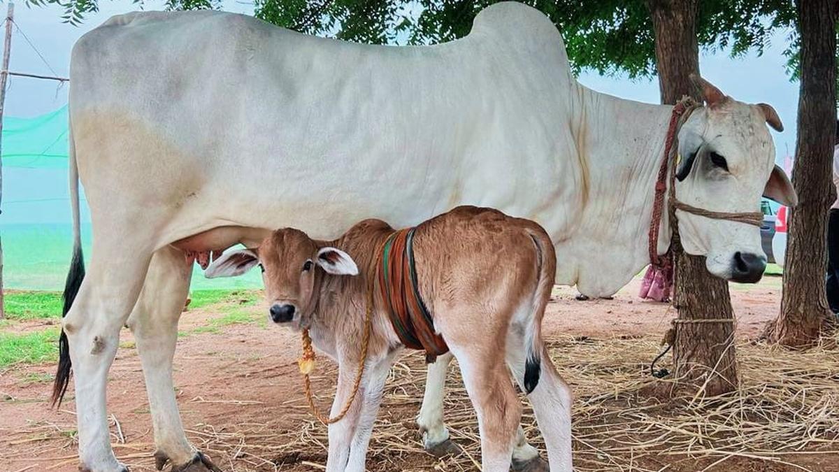 Conservation of Ongole breed of cattle gets a fillip, thanks to IVF-ET ...