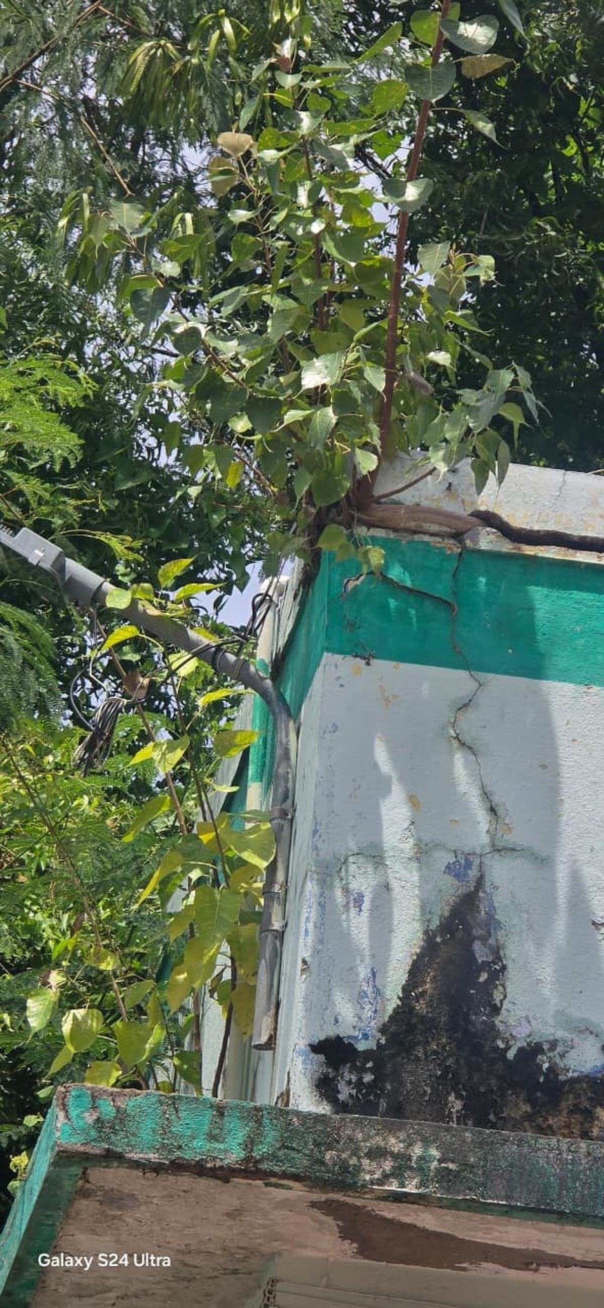 tree growing out of wall