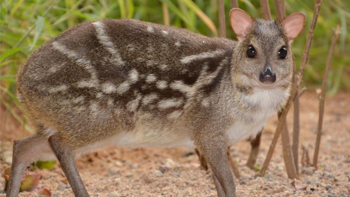 Mouse deer pheromones helped CCMB scientists in species recovery ...
