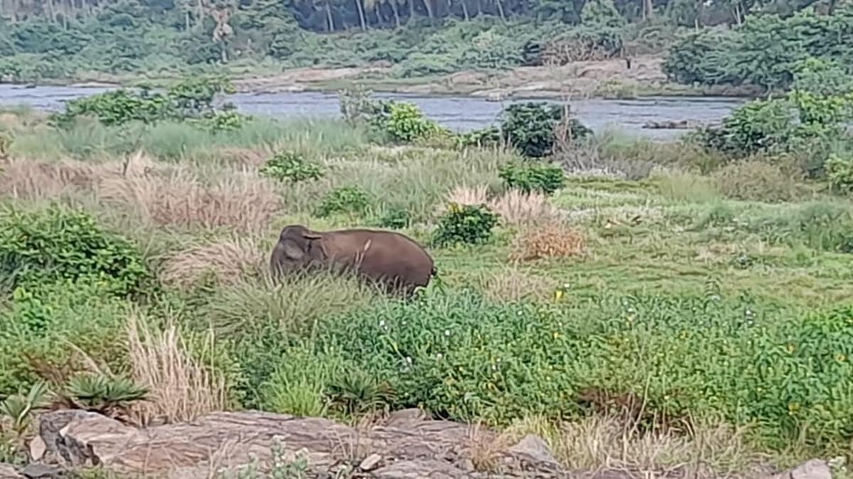 Wild elephant ‘Karuppan’ tramples worker to death in Erode - The Hindu