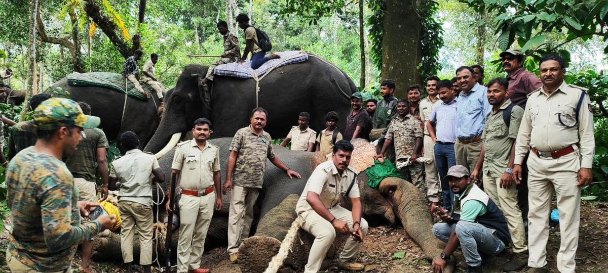No quick fix for man-elephant conflict - The Hindu