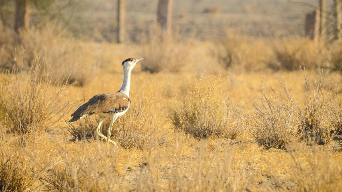 Great Indian Bustards adapt to produce 2-egg clutch - The Hindu
