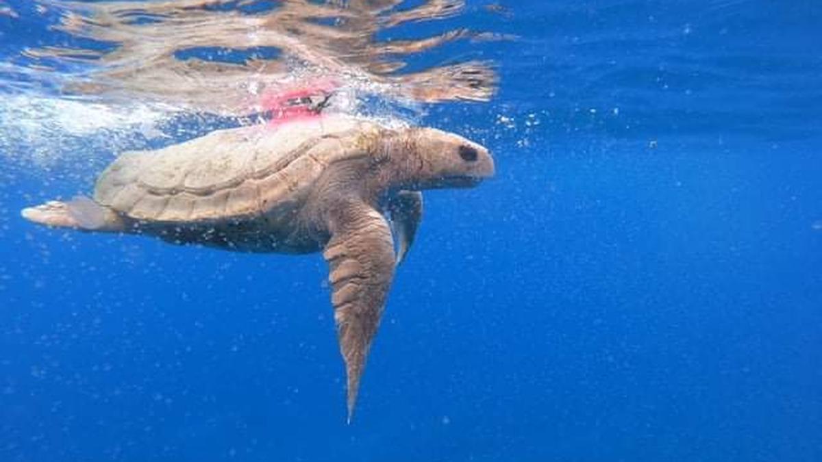 Watch | How sea turtles help face cyclones - The Hindu