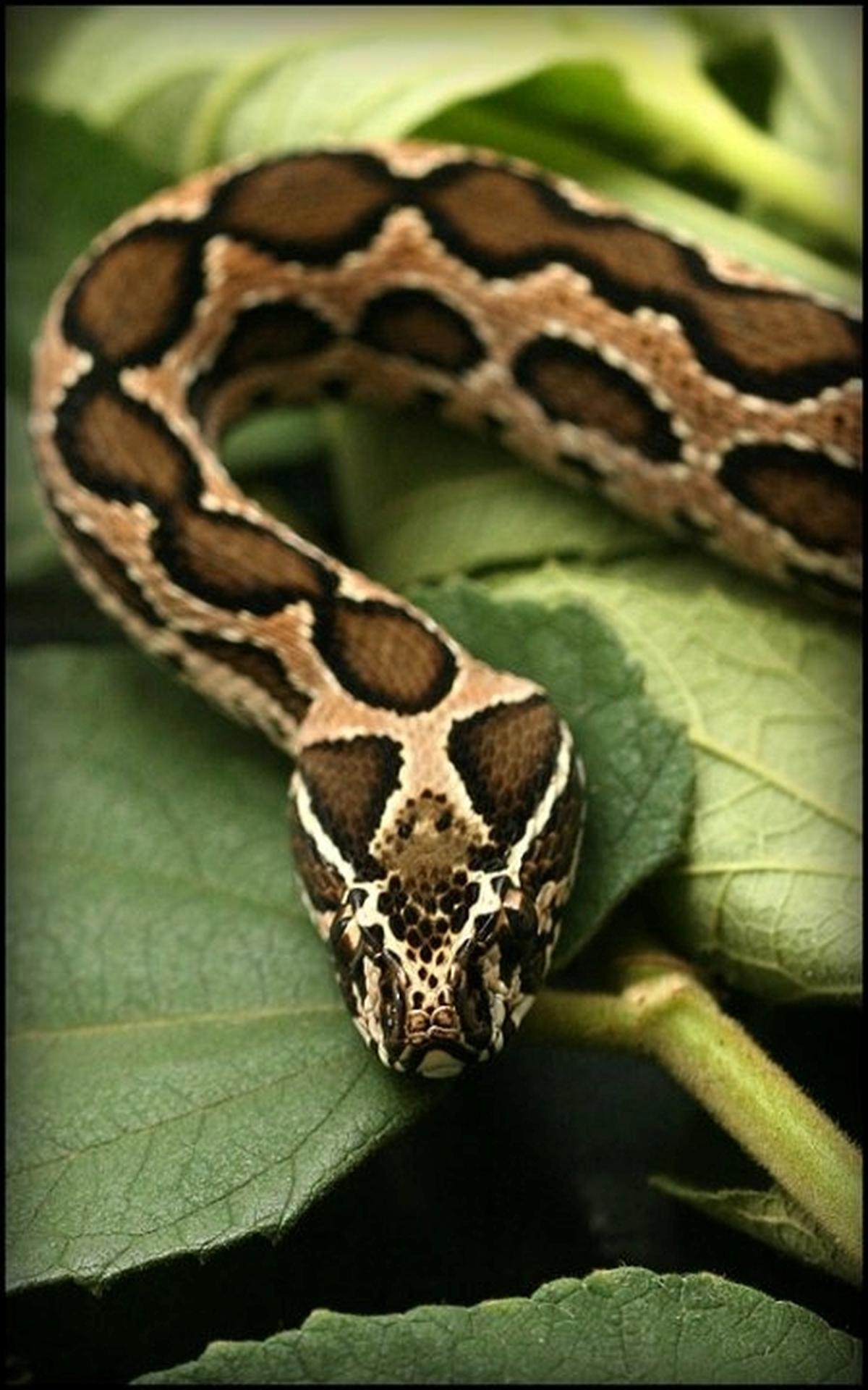 russell viper bite effect