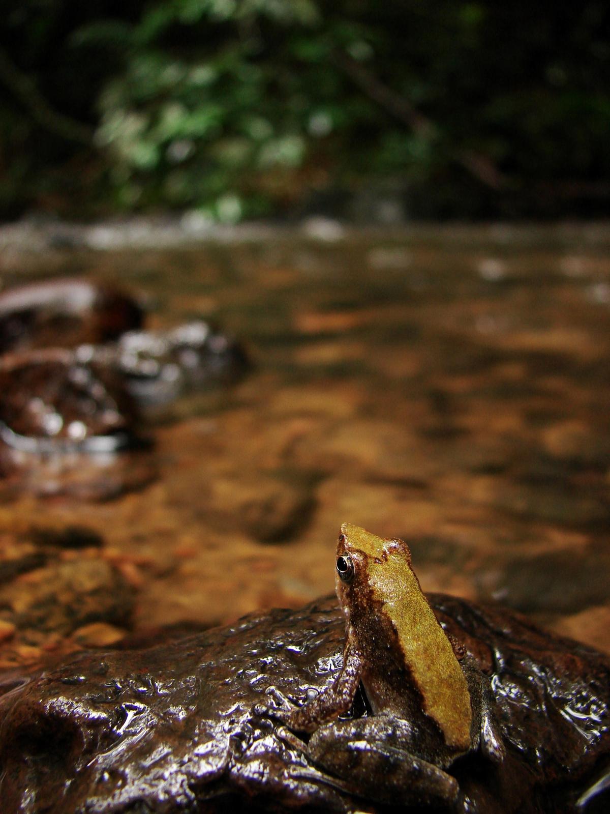 Scores of amphibians have been recently discovered; but they are the ...