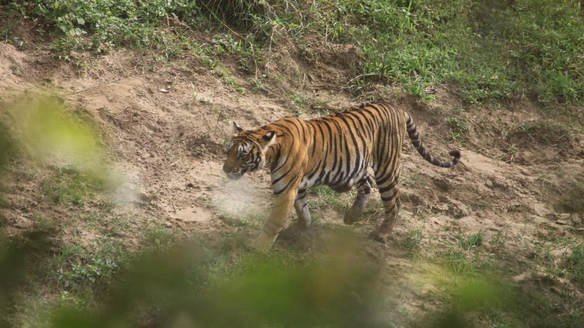 Periyar Tiger Reserve and Thattekad Bird Sanctuary may shrink - The Hindu