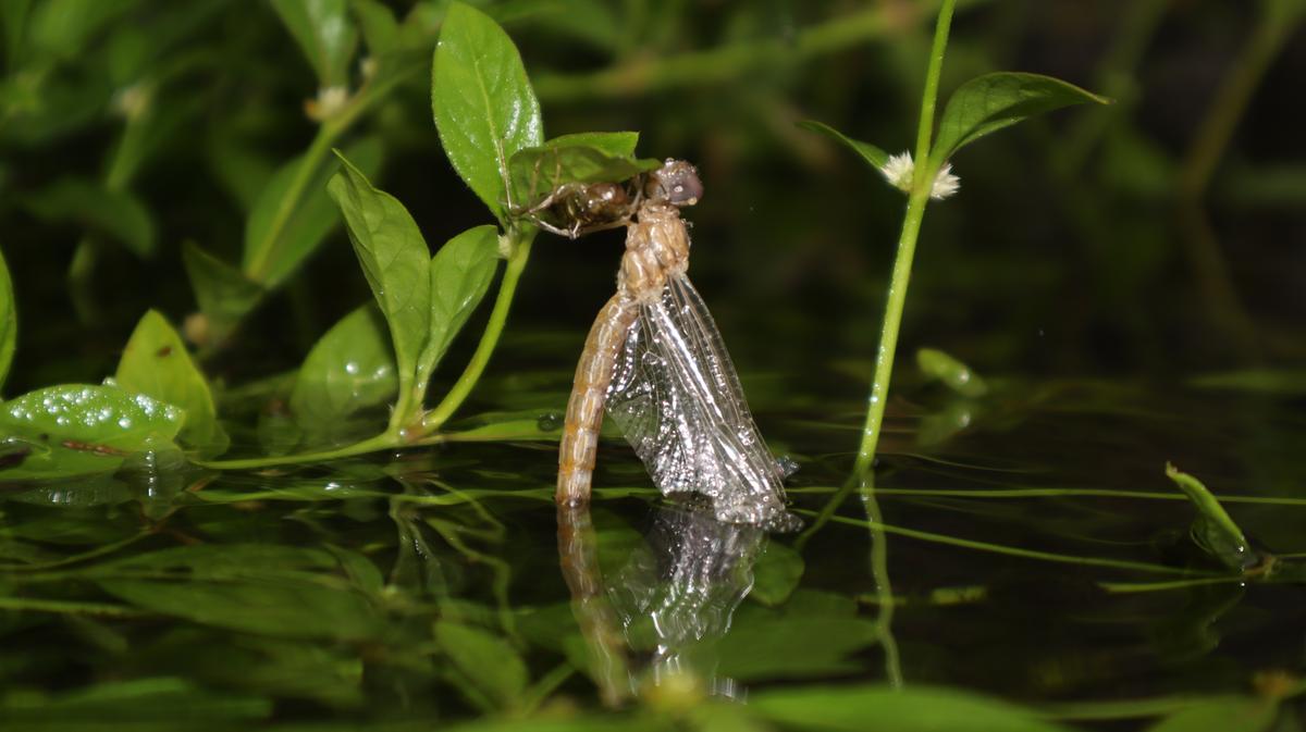 Yuvan Aves’ notes from the intertidal zone - The Hindu
