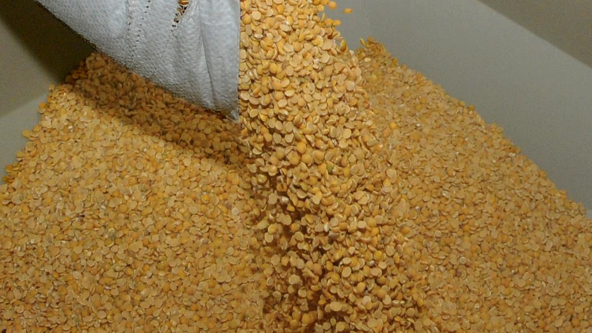Tur dal rates likely to rise as downpour and wilt claim crops in ...