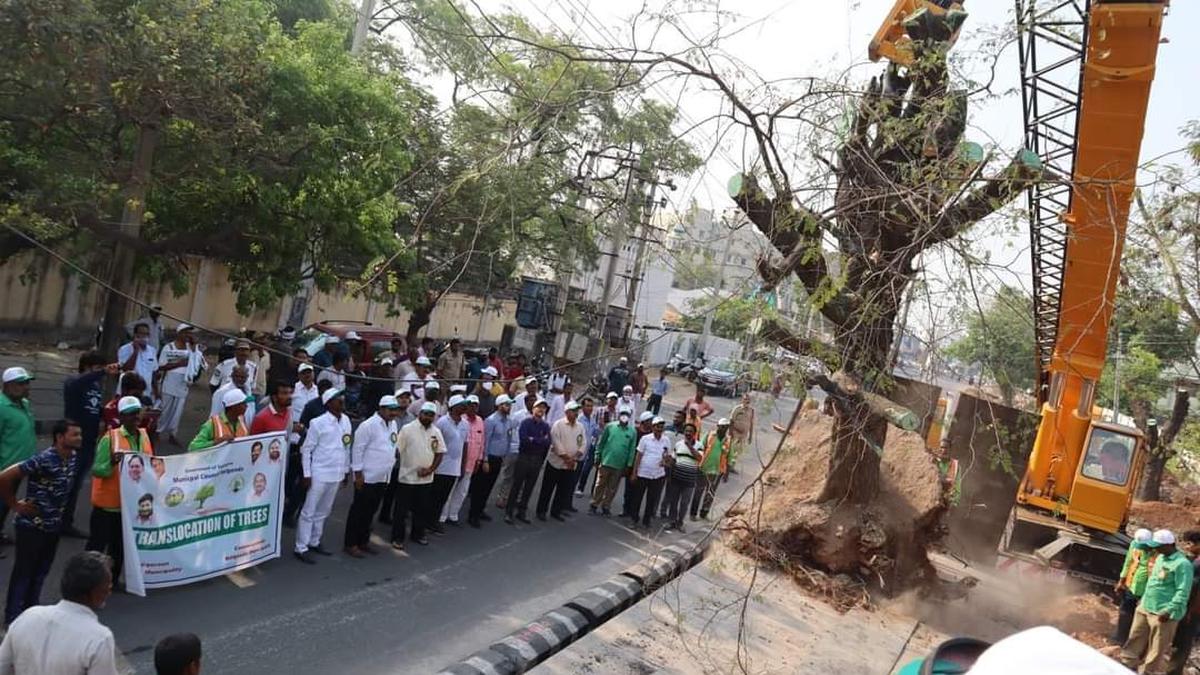 Dozen trees translocated in Nalgonda - The Hindu