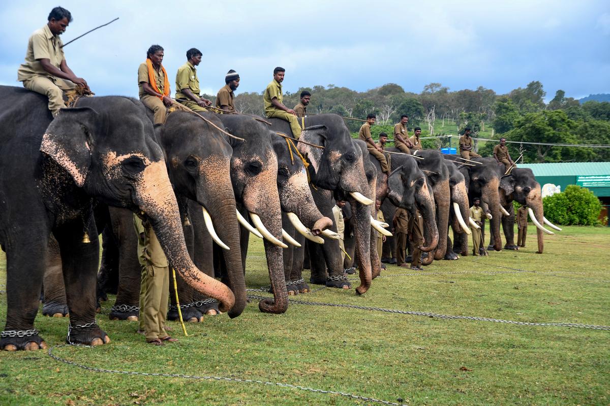 In Frames | Elephant tales - The Hindu