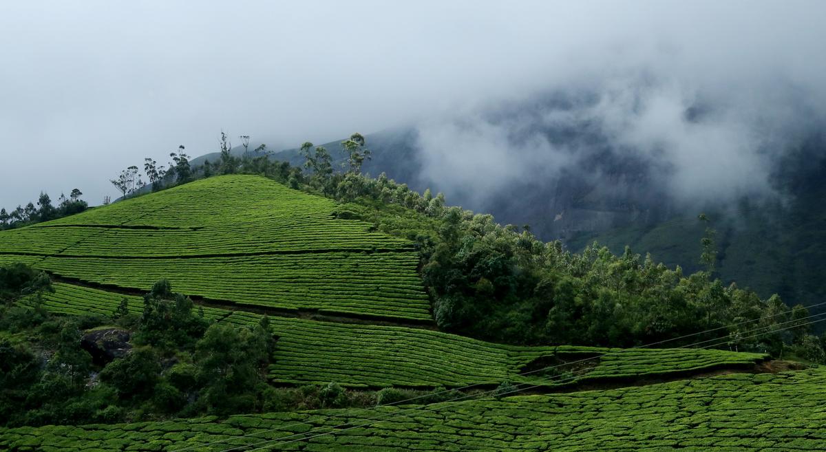 Unlucky season for the people of Munnar hill station in Kerala - The Hindu