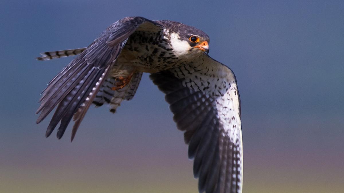 Amur falcons arrive in Manipur’s Tamenglong: Forest Department - The Hindu