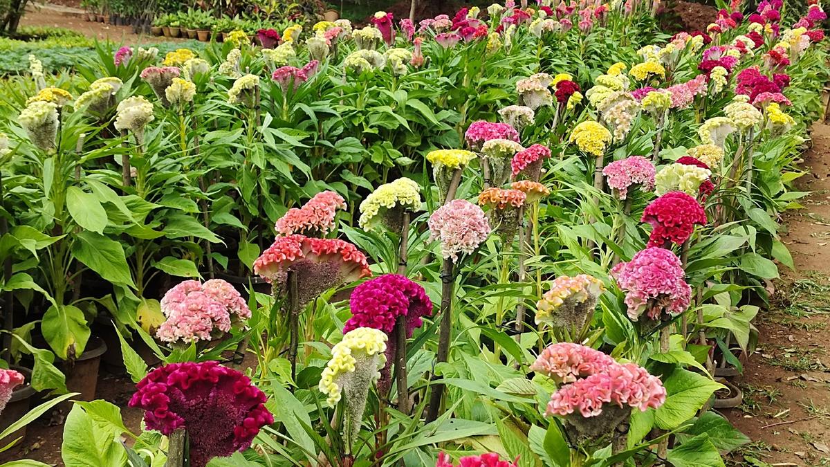 Dasara flower show to be bigger and brighter this year - The Hindu
