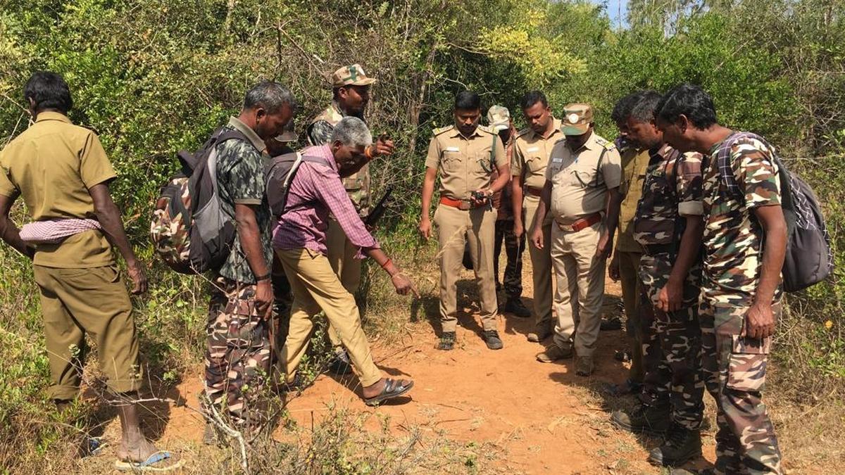 Farmers in Erode’s Talavadi concerned over delay in capturing wild elephant Karuppan - The Hindu