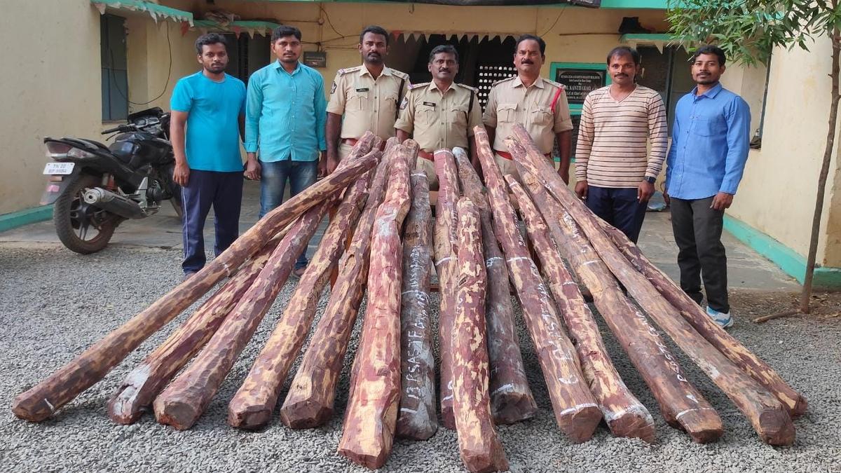 Andhra Pradesh: Red sanders logs worth ₹50 lakh seized in Seshachalam ...