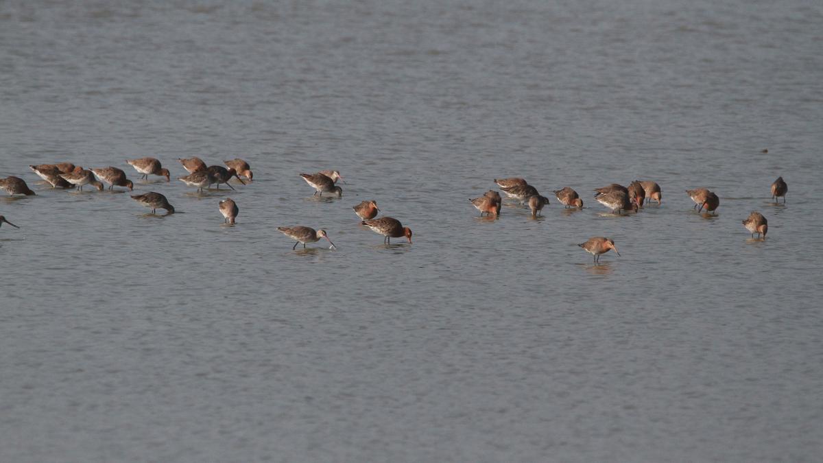As the shallows lengthen, meet the ‘mudslingers’ - The Hindu