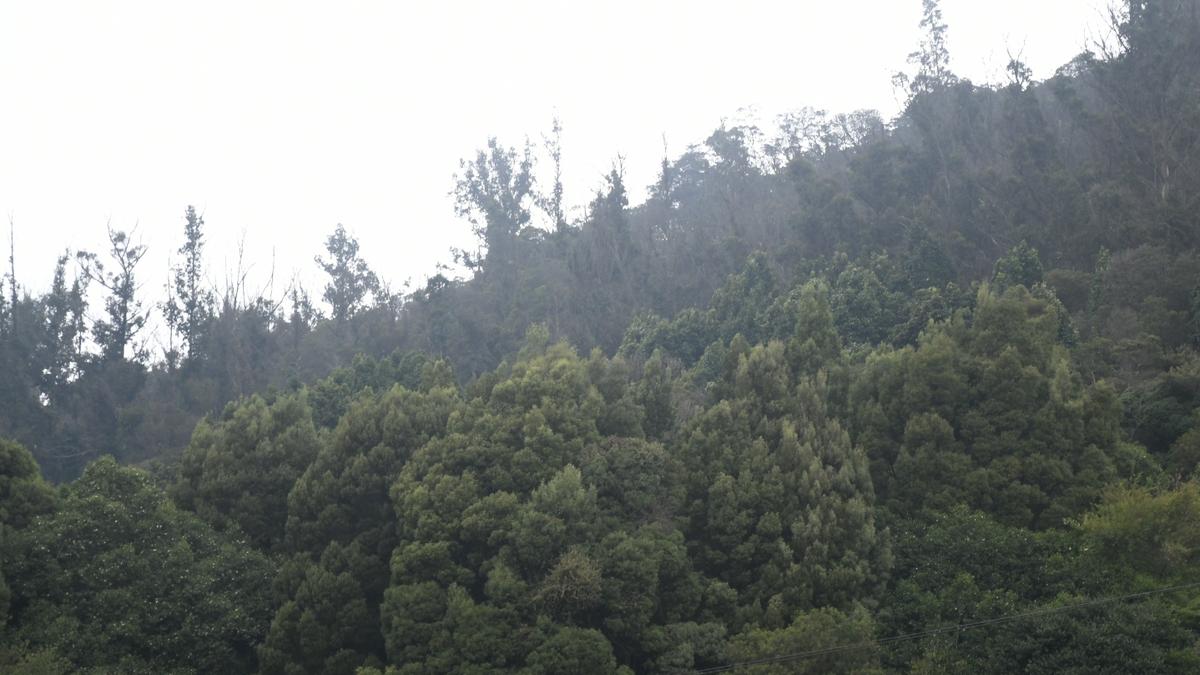 T.N. Forest Department to chop down invasive trees in Nilgiris and ...