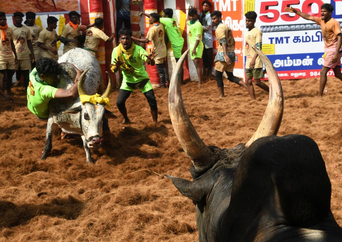In the land of the raging bull: Alanganallur on the day of jallikattu ...