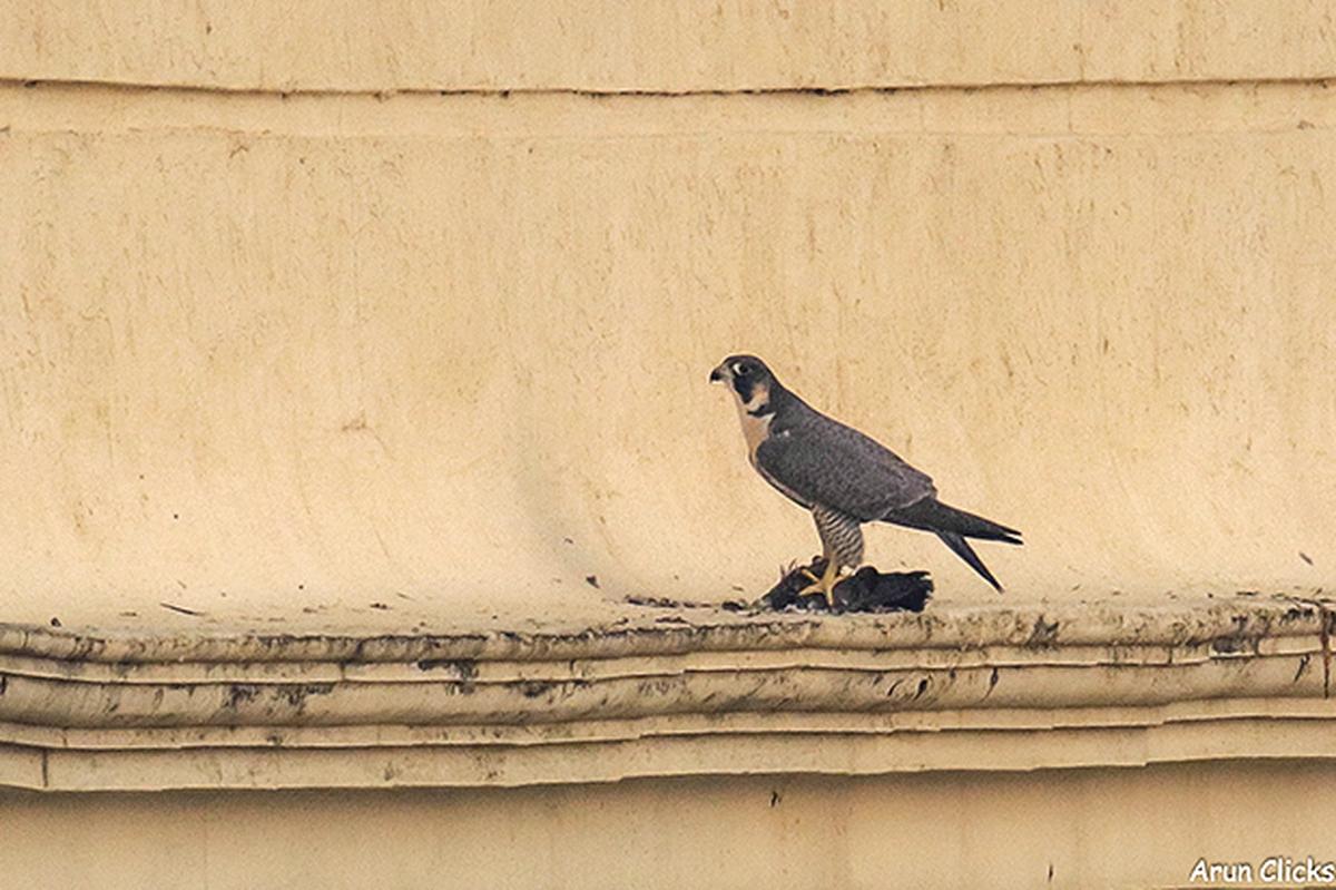 Soaring over the towers - The Hindu