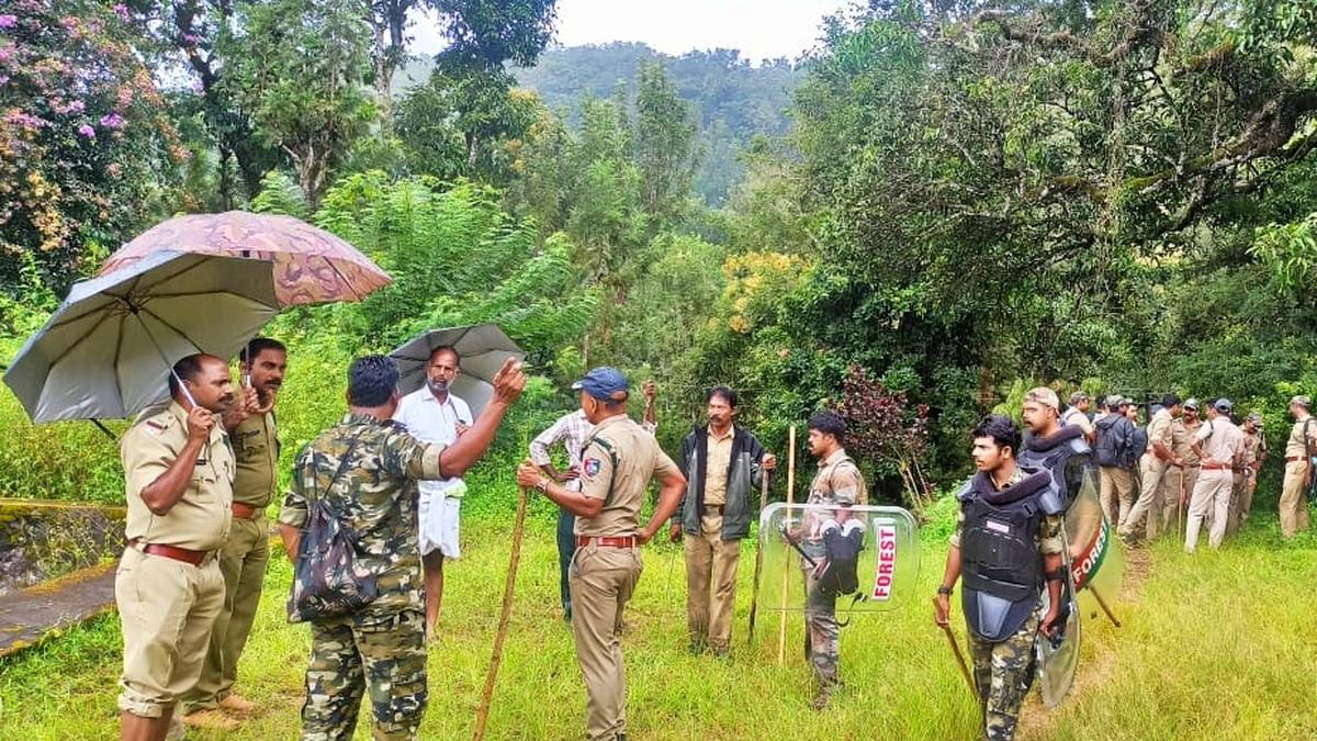 Combing operations launched for elusive tiger at Panavally - The Hindu